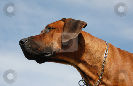Bull mastiff and ridgeback mix, "ridgeback akita mix puppies"